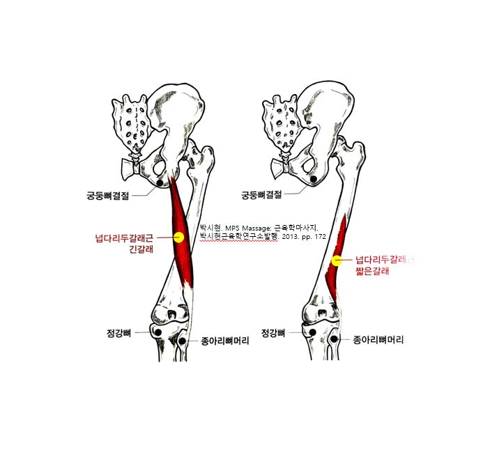 연산 재활 연산재활 넙다리두갈래근 마사지 방법 네이버 블로그